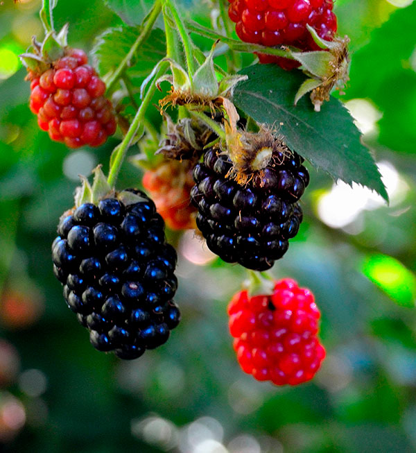 September 2018 Gardening Questions and Answers
